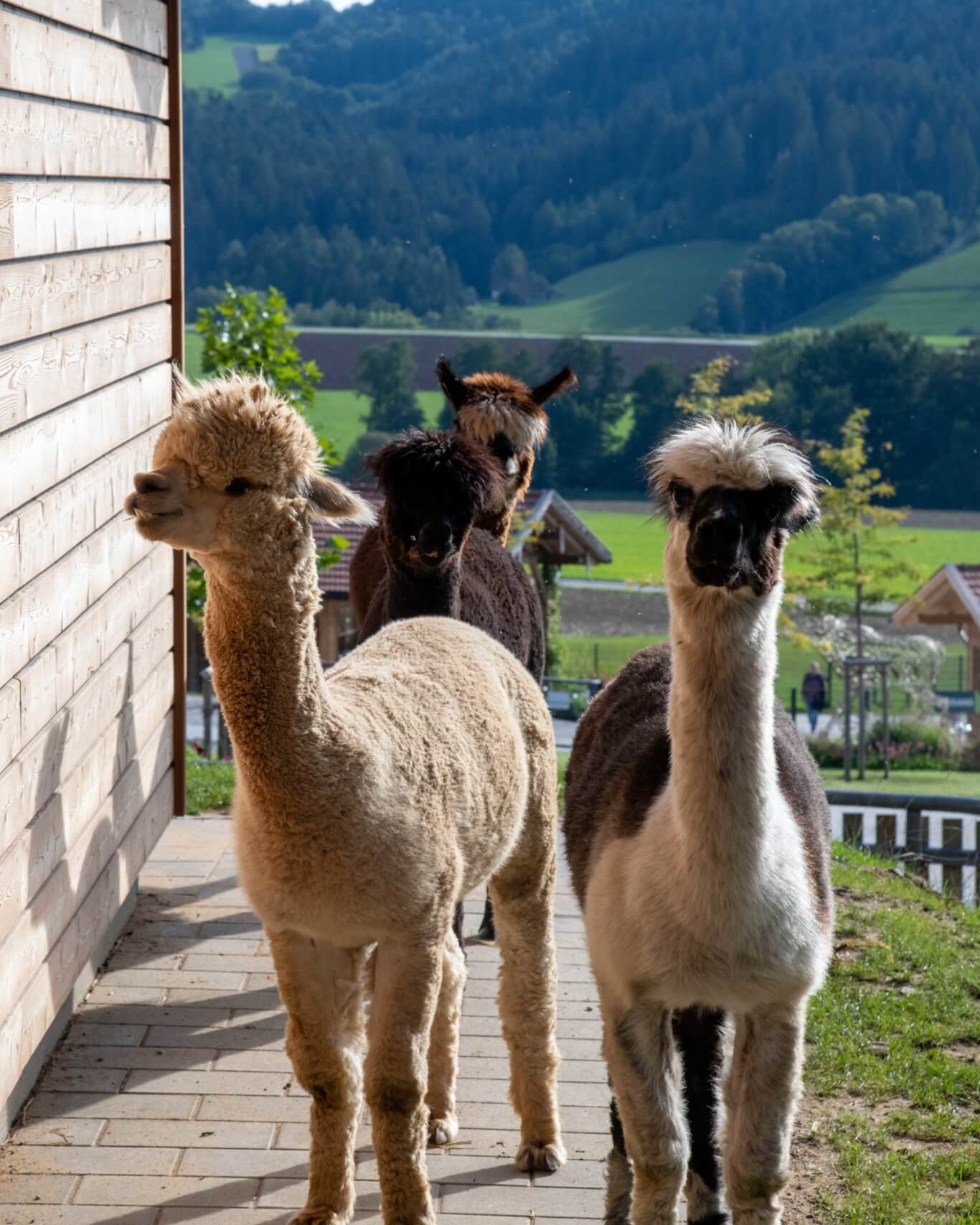Edelwies Natur-und Freizeitpark